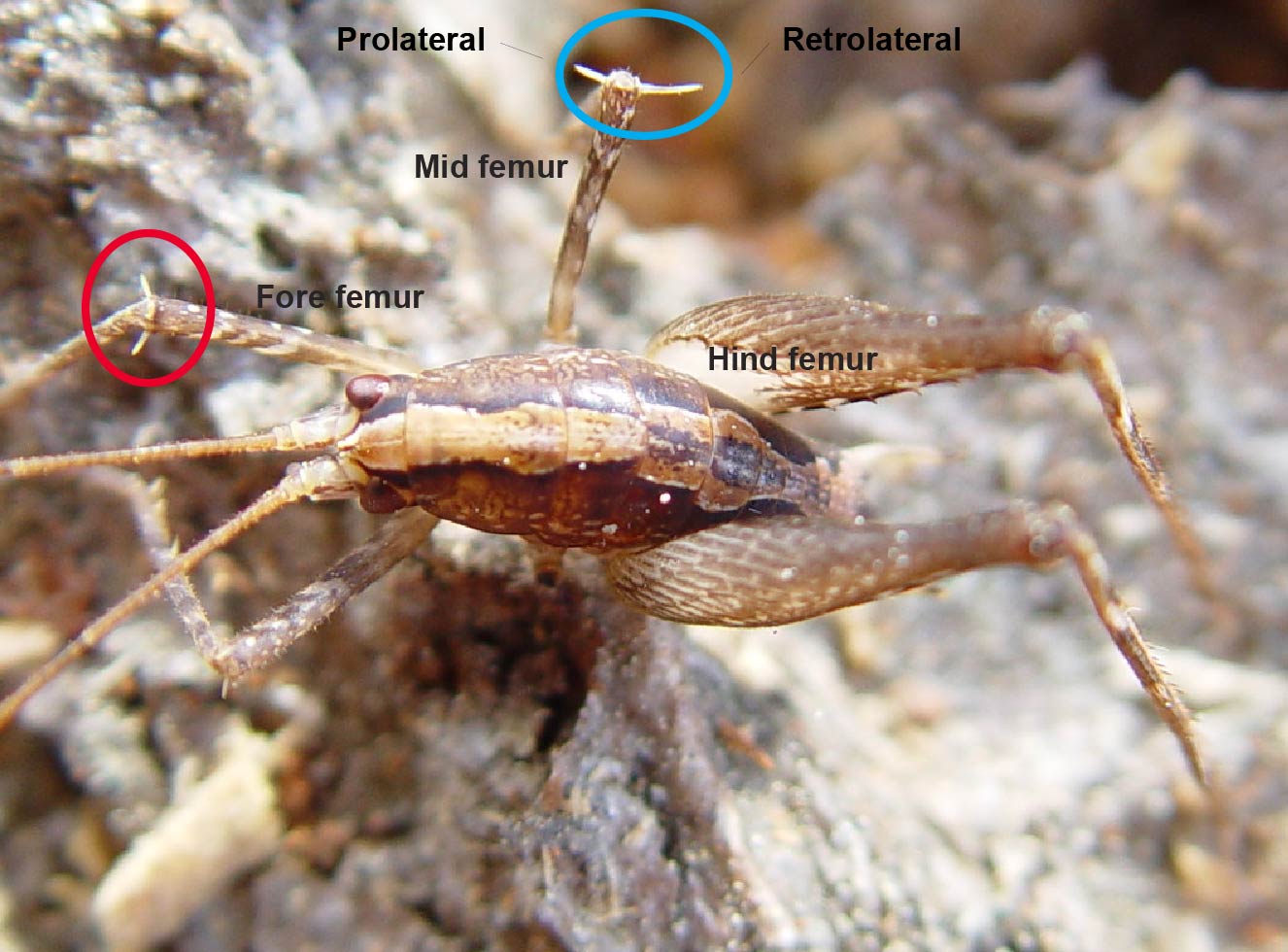 Cave weta spines
